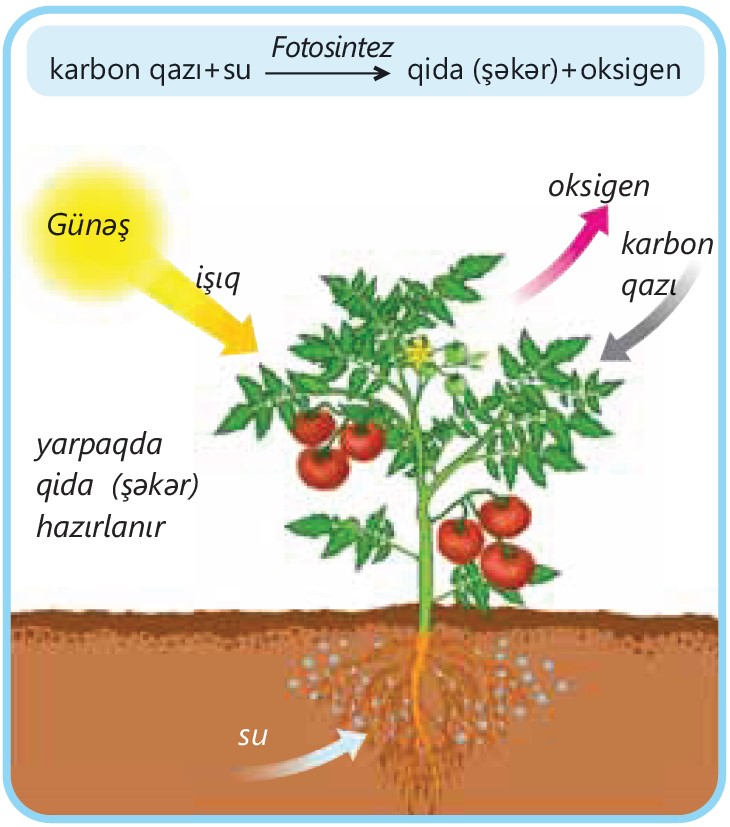 Biologiya 7 (2-ci hissə)