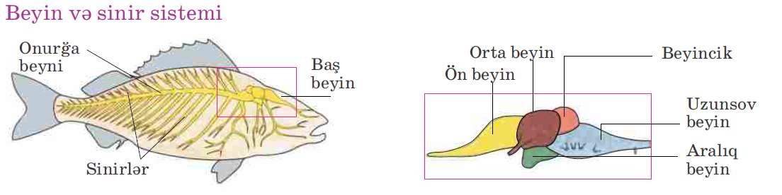 Biologiya 7-ci sinif