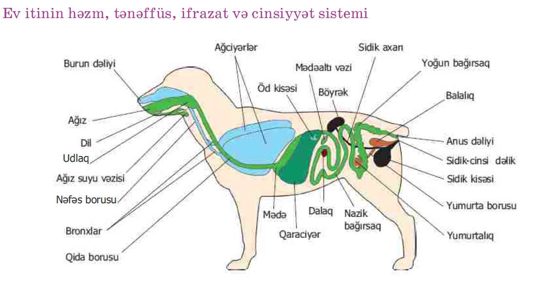 Biologiya 7-ci sinif