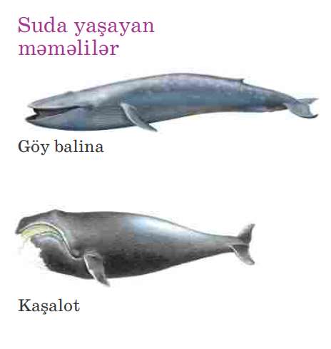 Biologiya 7-ci sinif