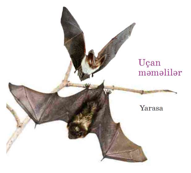 Biologiya 7-ci sinif