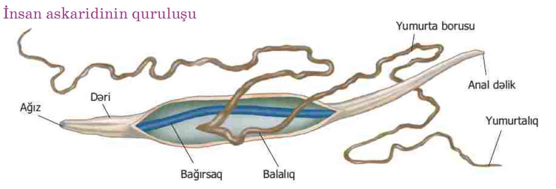 Biologiya 7-ci sinif