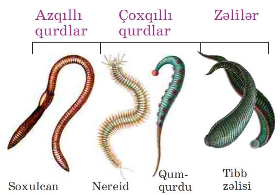 Biologiya 7-ci sinif