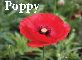 National Flower Of Albania | Best Flower Site