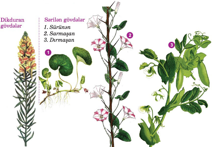 Biologiya - 6