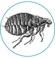 Biologiya - 6