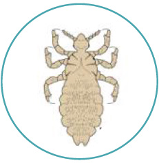 Biologiya - 6