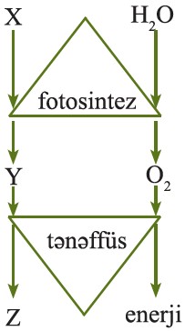 Biologiya - 10