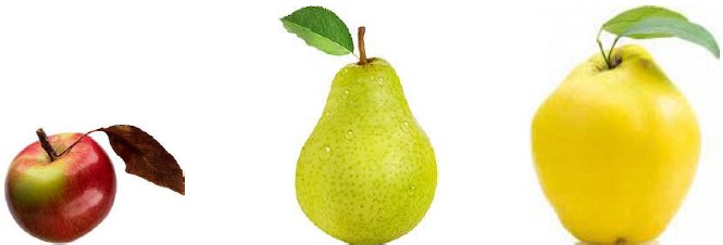 Tumlu meyvə bitkiləri