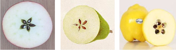 Tumlu meyvə bitkiləri