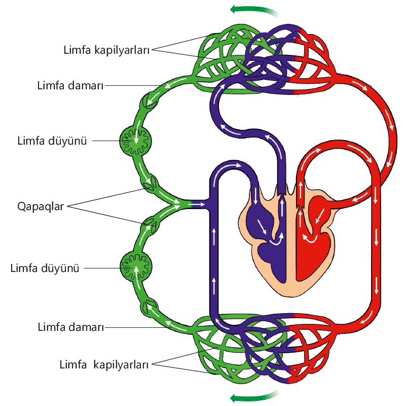 Biologiya 8 (1-ci hissə)
